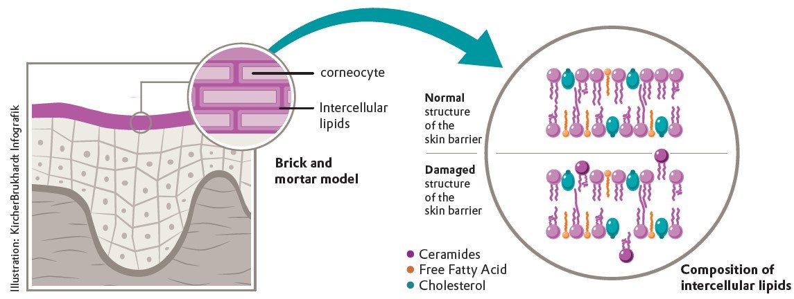 Cerabest® - Nextgenlife